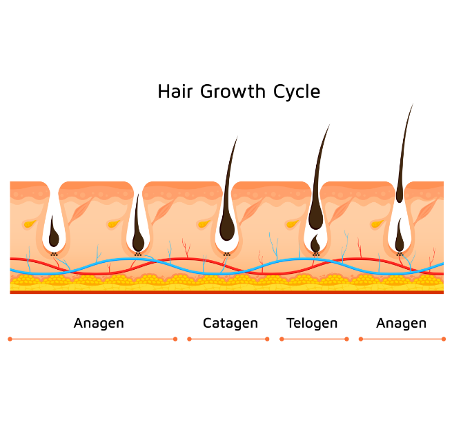Hair Biology 101: The Science of Hair Growth - Follicle Labs