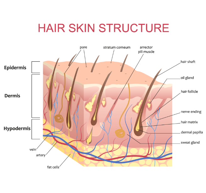 Hair Biology 101: The Science of Hair Growth - Follicle Labs